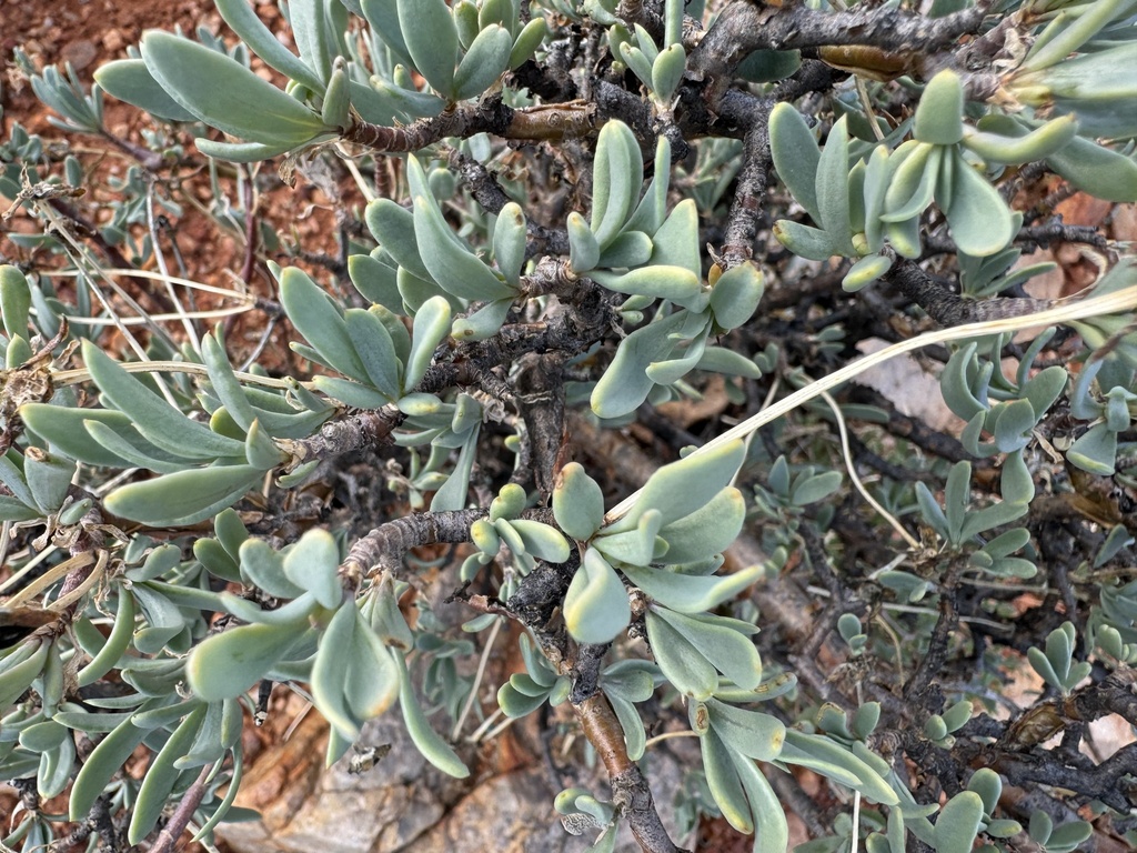 Baboon Cabbages from President Street, Springbok, NC, ZA on June 3 ...