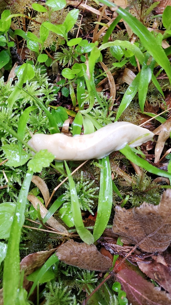 Pacific Banana Slug from Clallam County, Olympic, Olympic National Park ...
