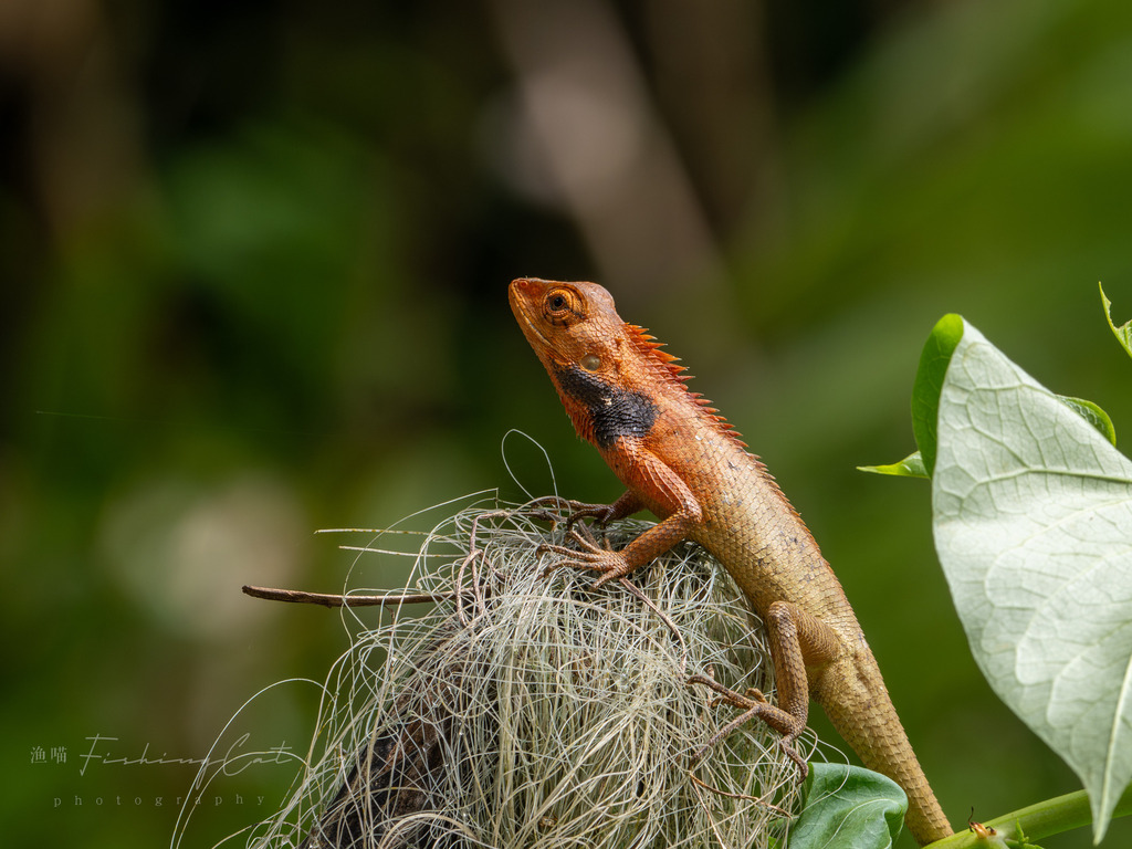 Calotes wangi hainanensis from 中国海南省儋州市 on May 25, 2024 at 10:21 AM by ...