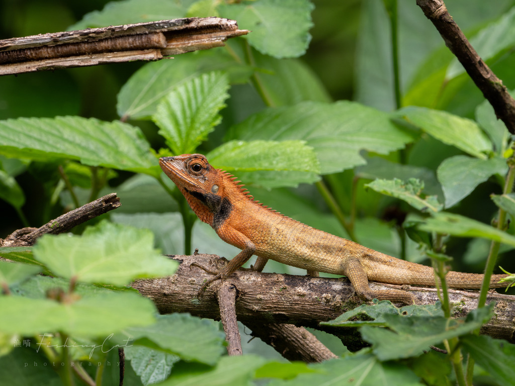 Calotes wangi from 中国海南省儋州市 on May 25, 2024 at 10:29 AM by 渔喵 · iNaturalist