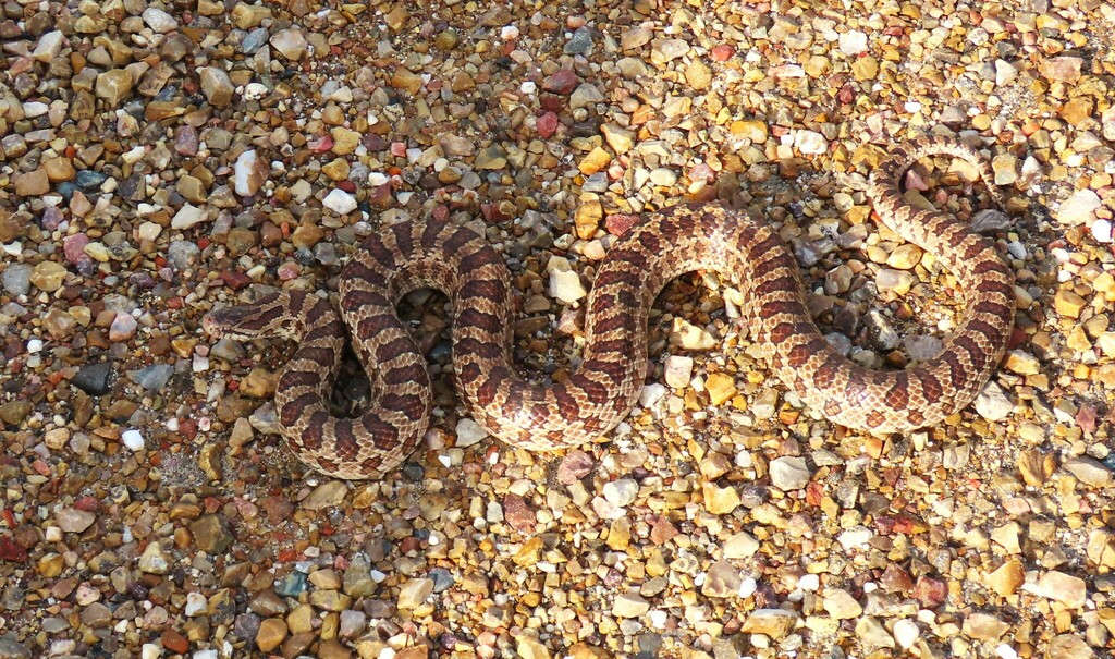Prairie Kingsnake from Calhoun County, TX, USA on June 2, 2024 at 06:16 ...