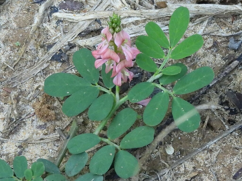 trailing indigo from uMkhanyakude District Municipality, South Africa ...