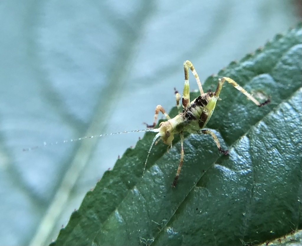 Modest Katydid in June 2024 by jonsense · iNaturalist
