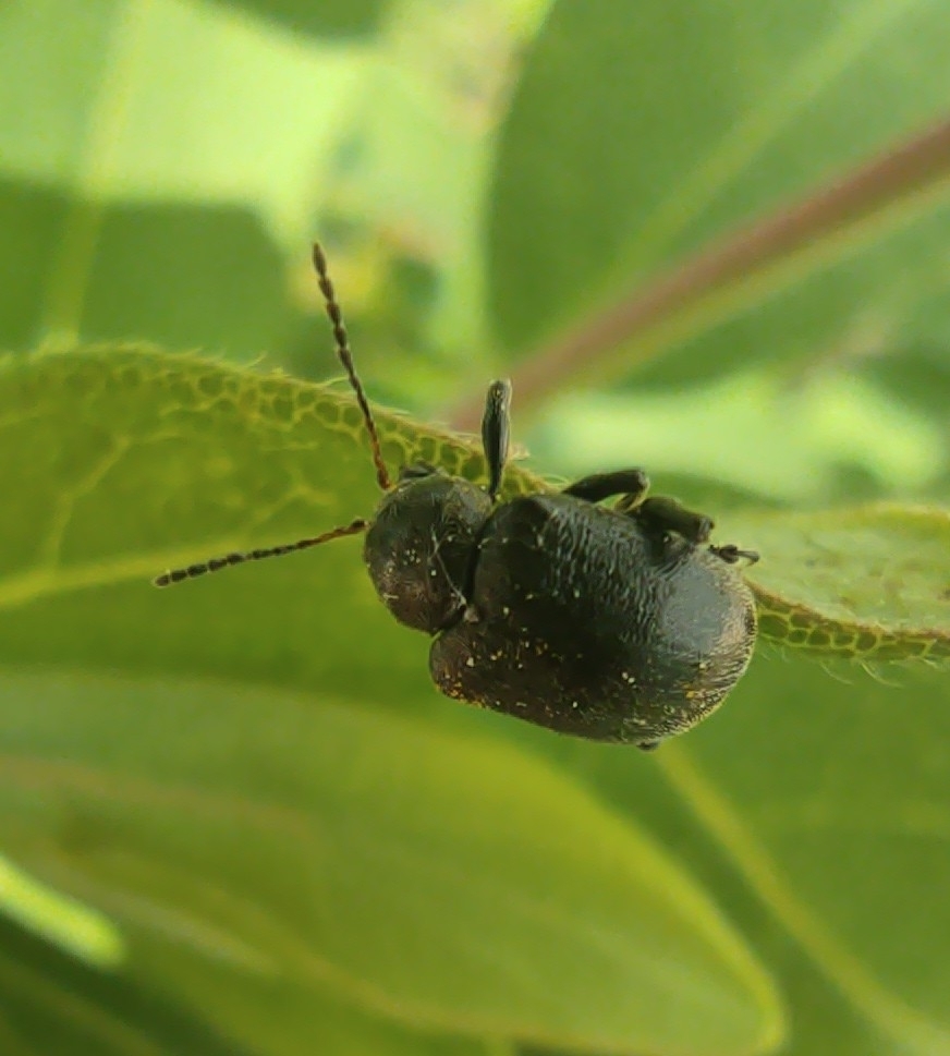 Western Grape Rootworm from Ленинградская обл., Россия, 188340 on May ...