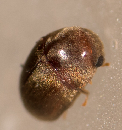 Mesocoelopus collaris · iNaturalist