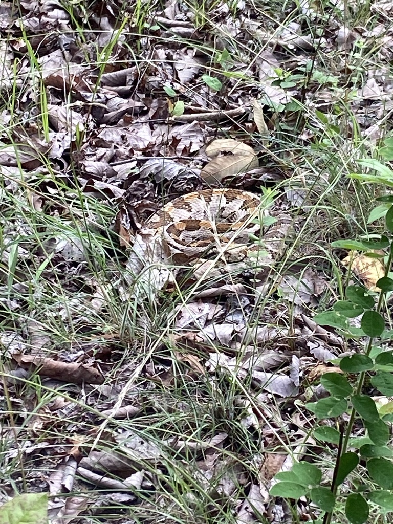 Timber Rattlesnake from Woodville, AL, US on June 3, 2024 at 10:46 AM ...
