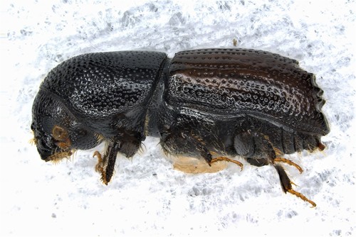 Small Southern Pine Engraver (Ips avulsus) · iNaturalist