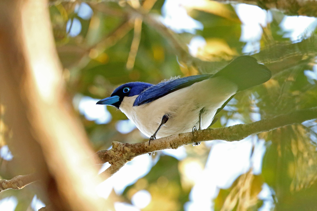 Madagascar Blue Vanga from Ranomafana, Fianarantsoa, Madagascar on ...