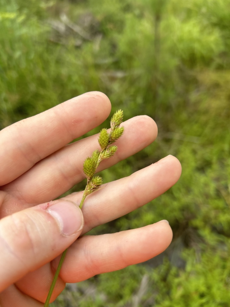 blunt broom sedge from Gurdon, AR, US on June 3, 2024 at 11:47 AM by ...