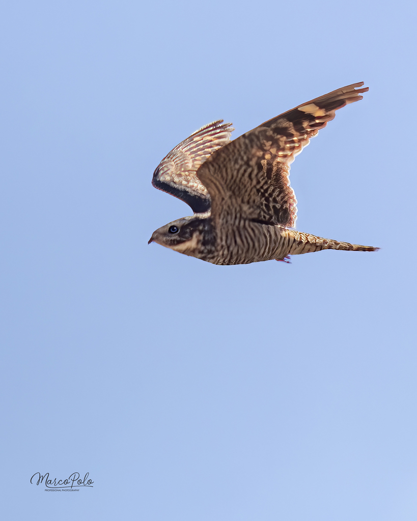 Lesser Nighthawk from Culiacán, Sin., México on June 3, 2024 at 10:50 ...