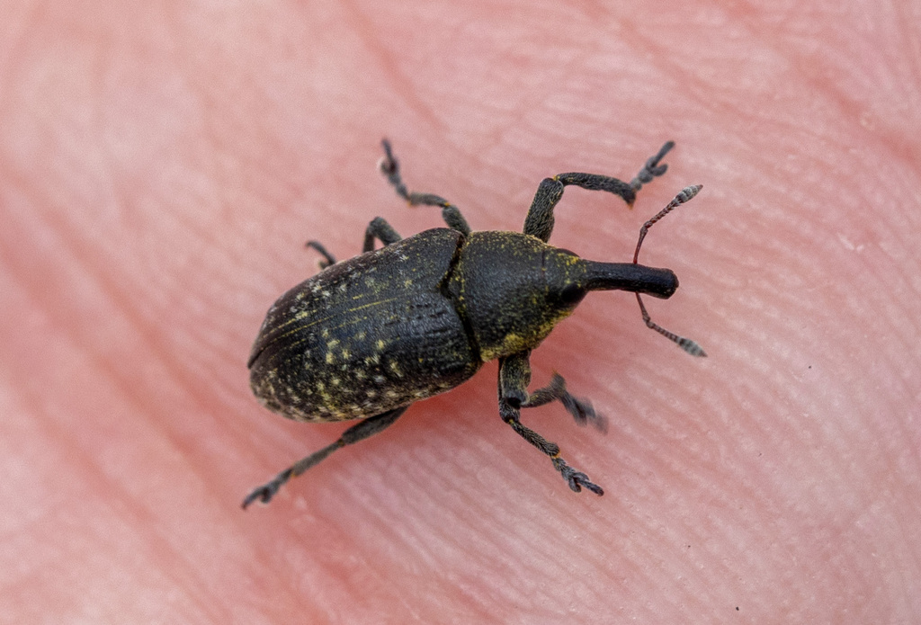 Canada Thistle Bud Weevil from Centerville, OH, USA on June 3, 2024 at ...