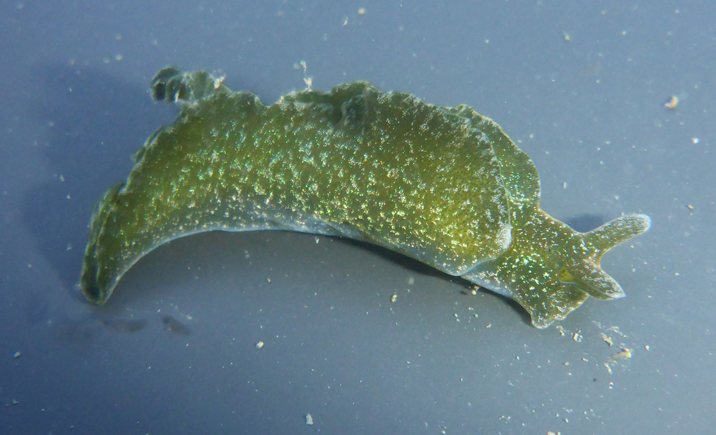 Hedgpeth's Sapsucker (Nudibranchs and other sea slugs of California ...