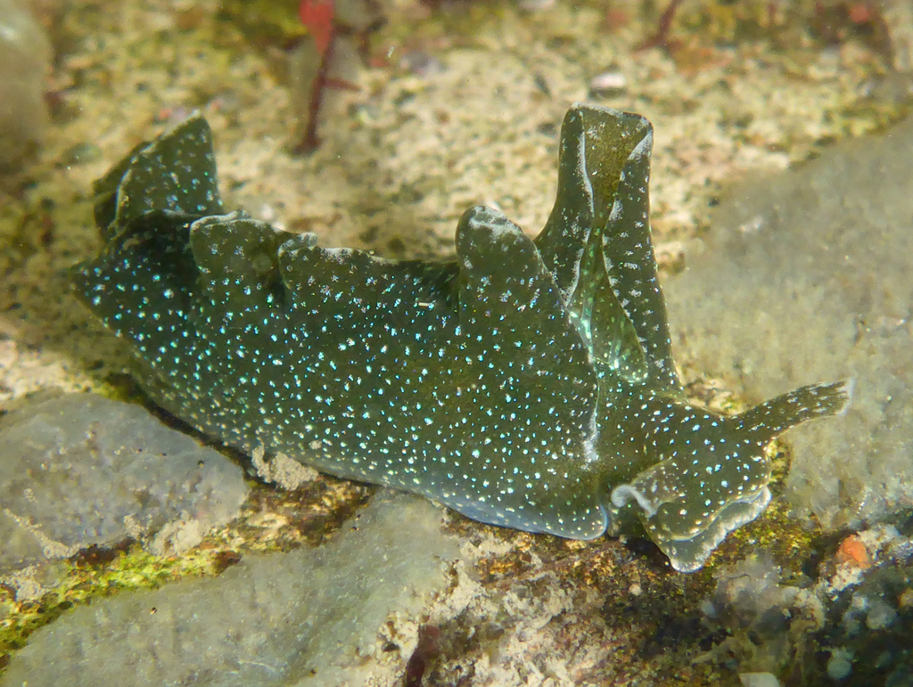 Hedgpeth's Sapsucker (Sea Slugs - Nudibranchs of California) · iNaturalist