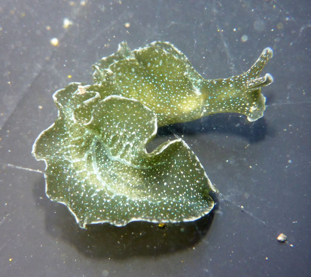 Hedgpeth's Sapsucker (Sea Slugs - Nudibranchs of California) · iNaturalist