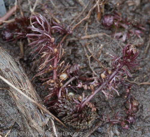 Nordic Bladderwort (Hybrid Utricularia × stygia) · iNaturalist