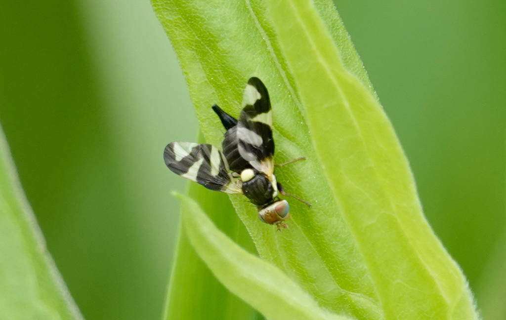 Thistle Stem Gall Fly from Richmond Hill, ON, Canada on June 3, 2024 at ...