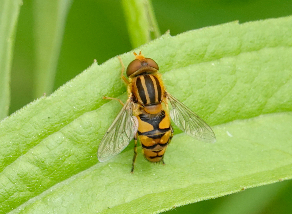 Common Bog Fly from Richmond Hill, ON, Canada on June 3, 2024 at 11:44 ...