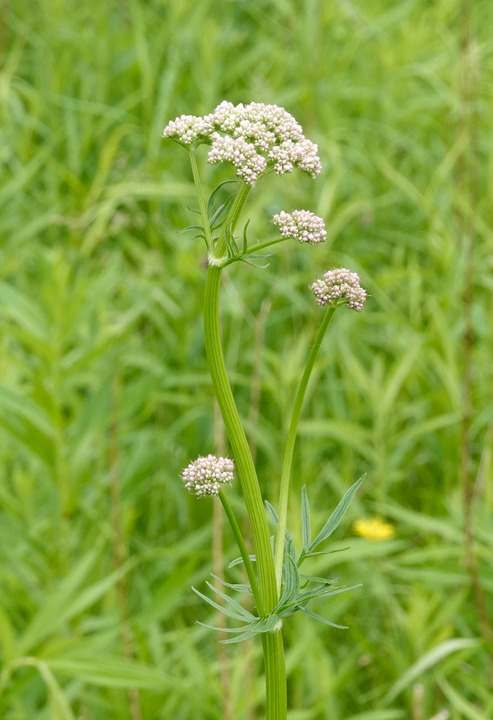common valerian from Richmond Hill, ON, Canada on June 3, 2024 at 11:49 ...