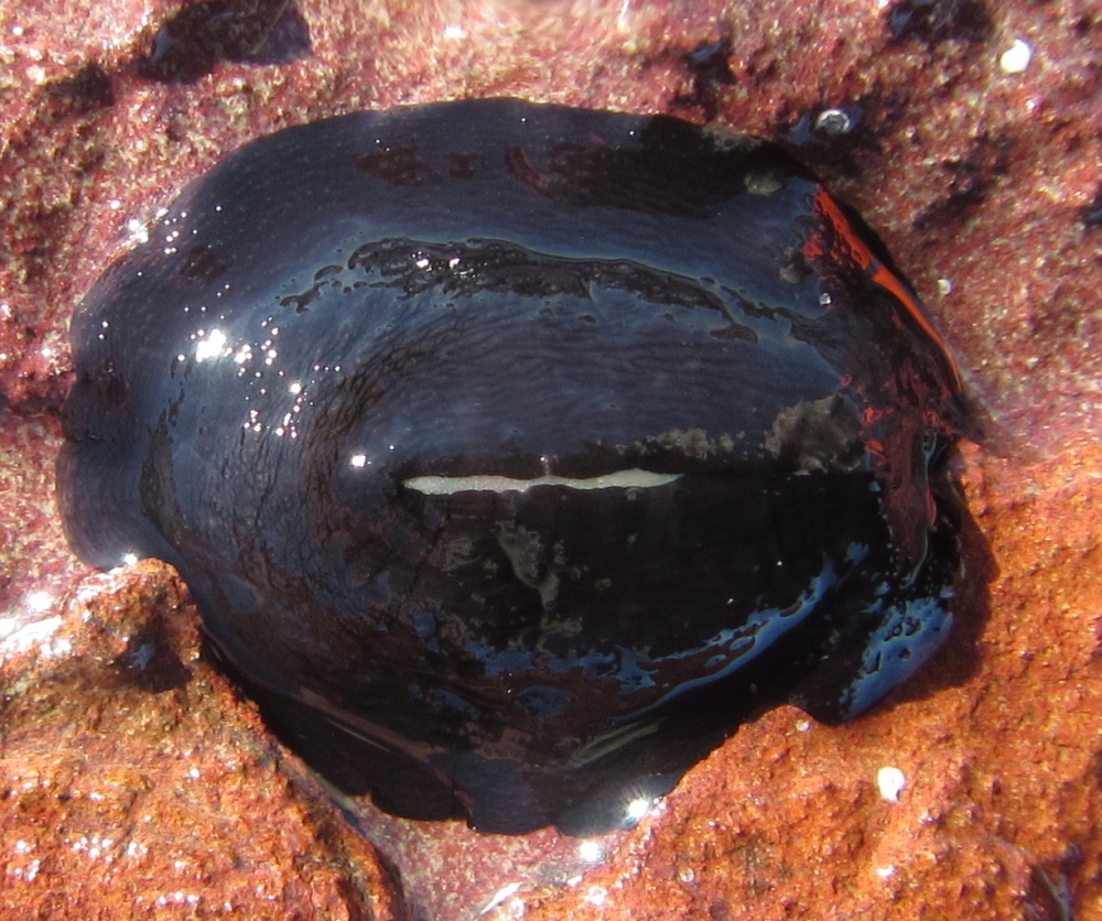 Shield Shell (Intertidal and Coastal Species of the East Coast Bays ...