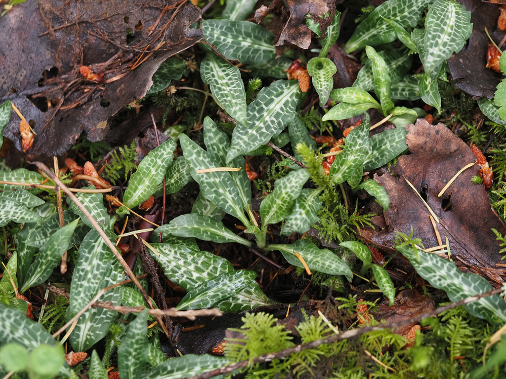 Western Rattlesnake Plantain from Ruxton Island, Gulf Islands, BC ...