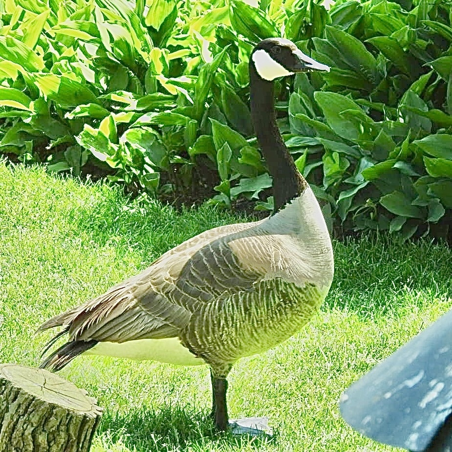 Canada Goose from Weingart Road Sedge Meadow Nature Preserve, Johnsburg ...