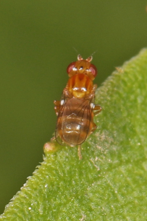 Chlorops from Caroline County, MD, USA on June 1, 2024 at 08:33 AM by ...