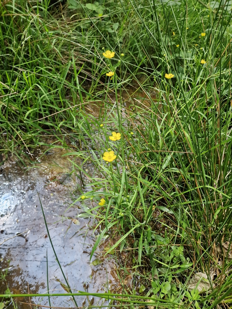 Lesser Spearwort from East Hoathly, Lewes BN8 6RB, UK on June 3, 2024 ...