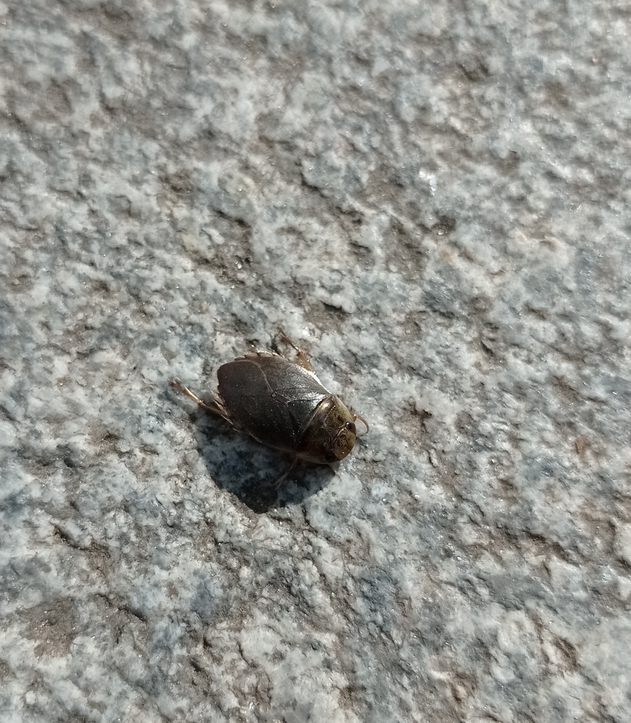 saucer bug from Pechers'kyi district, Kyiv, Ukraine, 02000 on May 12 ...