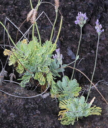 Fernleaf Lavender (Lavandula pinnata) · iNaturalist United Kingdom