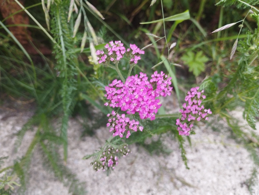 common yarrow from Southport PR8 6RJ, UK on June 3, 2024 at 08:01 PM by ...
