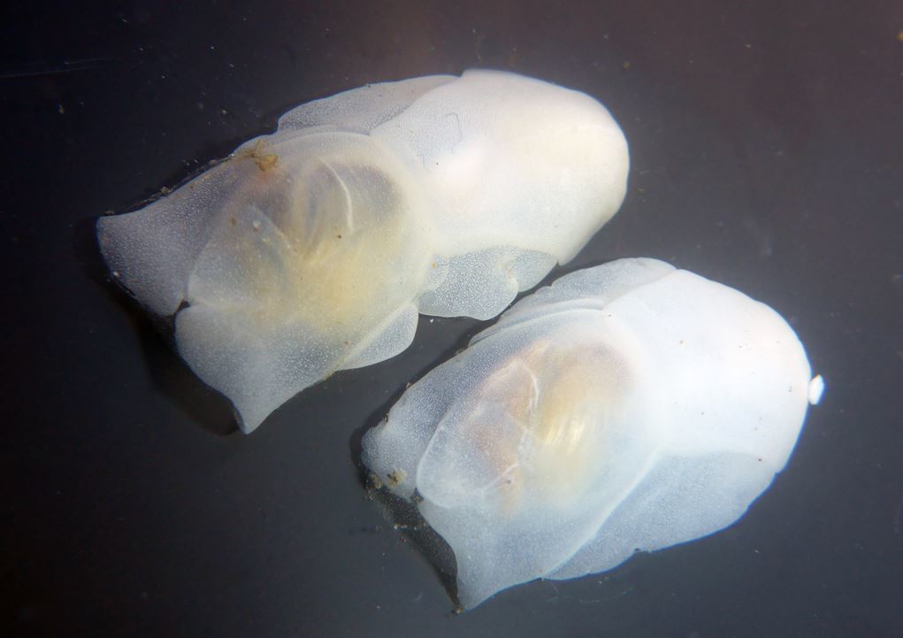 New Zealand Sea-Slug (Nudibranchs and other sea slugs of California ...