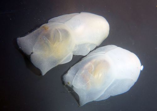 New Zealand Sea-Slug (Sea Slugs - Nudibranchs of California) · iNaturalist