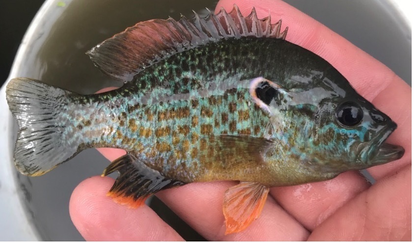 Green × Orangespotted Sunfish from Wright County, IA, USA on June 30 ...