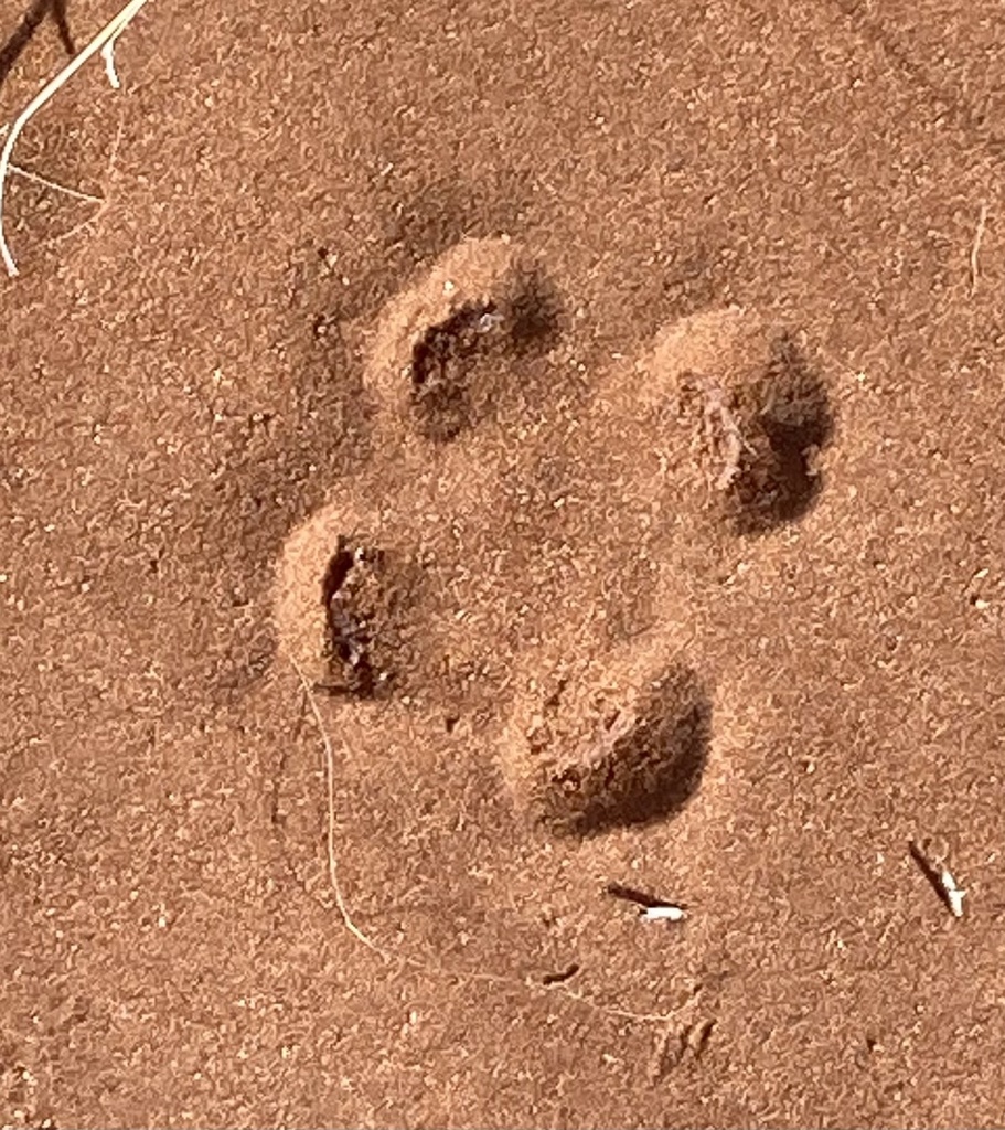 Buckspoor Spiders from Namib-Naukluft National Park, Erongo, NA on June ...