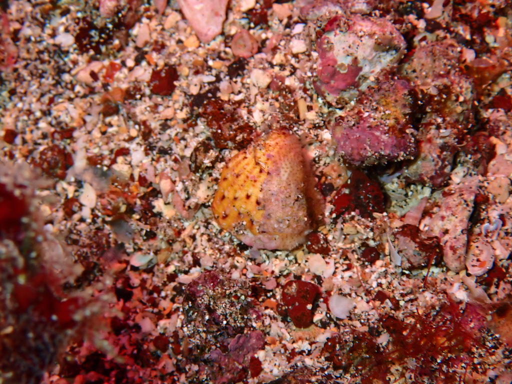 Strophocardia megastropha from Marchena Island, Ecuador on May 5, 2024 ...