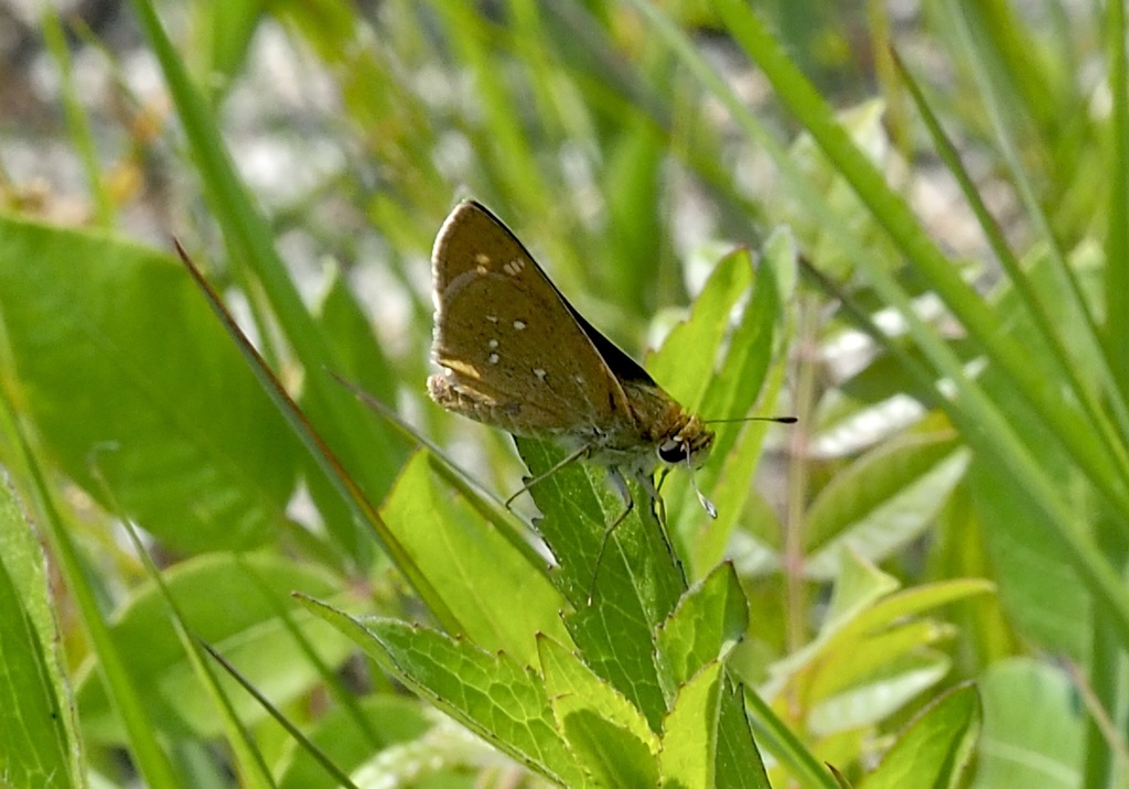 Dotted Skipper from Jackson Township, NJ, USA on June 3, 2024 at 01:10 ...