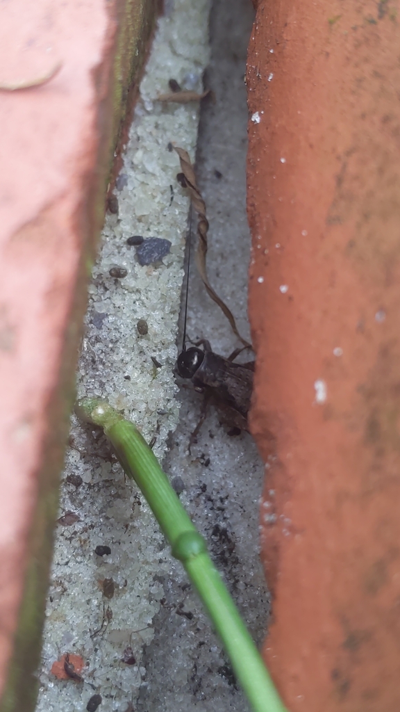 Spring Field Cricket from Milton on June 3, 2024 at 03:02 PM by ...