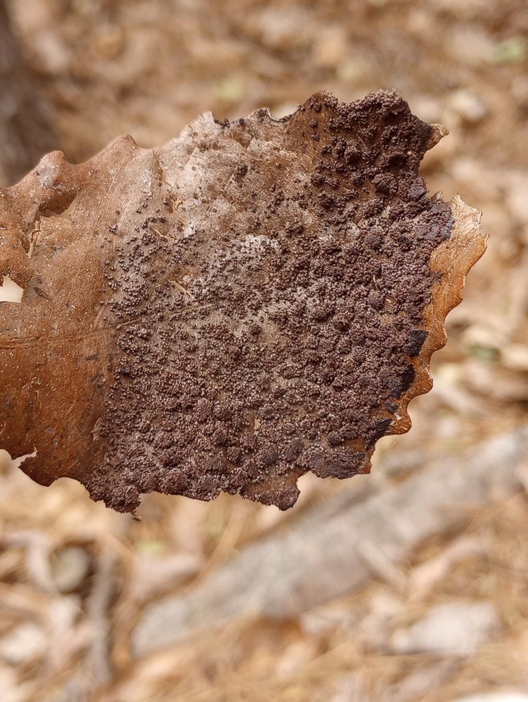 true slime molds from Cumberland County, PA, USA on June 3, 2024 at 06: ...