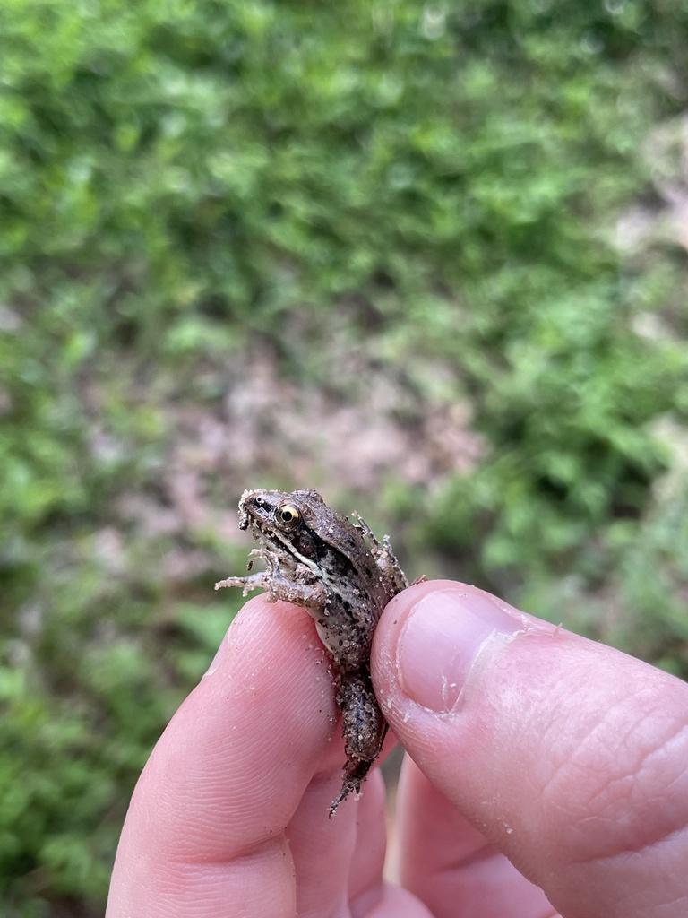 Southern Leopard Frog from Lake Benson Park, Garner, NC, US on June 2 ...