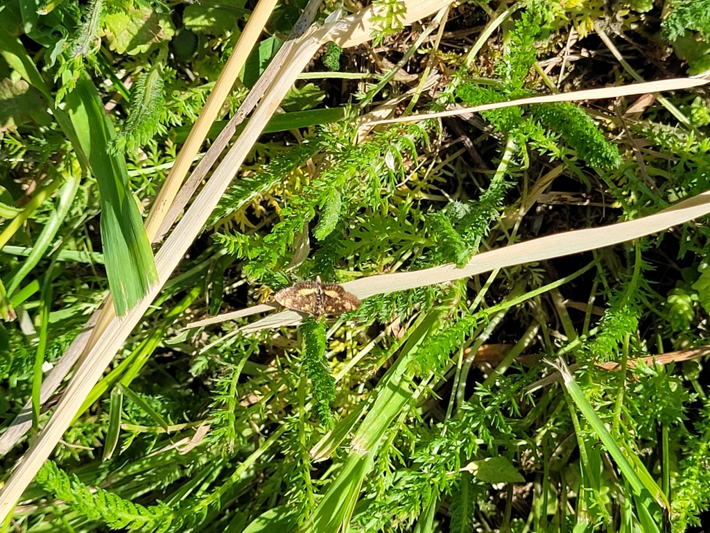Orange Mint Moth from Magog, QC J1X 0A9, Canada on June 3, 2024 at 04: ...
