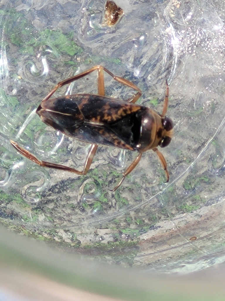 Notonecta irrorata in June 2024 by supernova863. Found him in a little ...