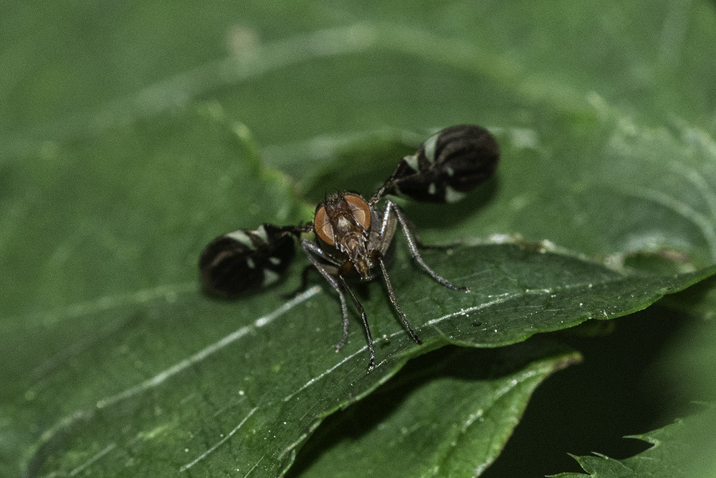Common Picture-winged Fly from Silver Spring, MD, USA on June 3, 2024 ...
