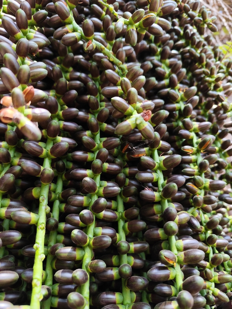 Sugar Palm from Nam Rat, Ban Tham Niap, Khiri Rat Nikhom District ...