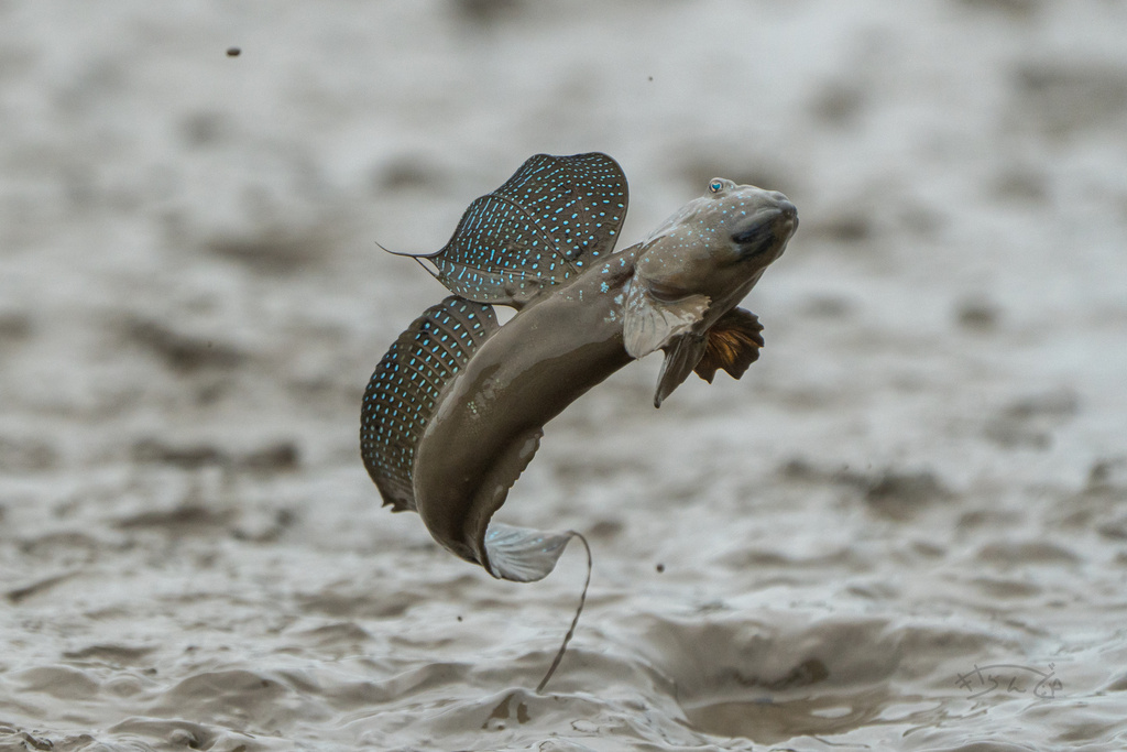 Great Blue-spotted Mudskipper from 芦刈町永田, 小城市, 佐賀県, JP on May 23, 2024 ...