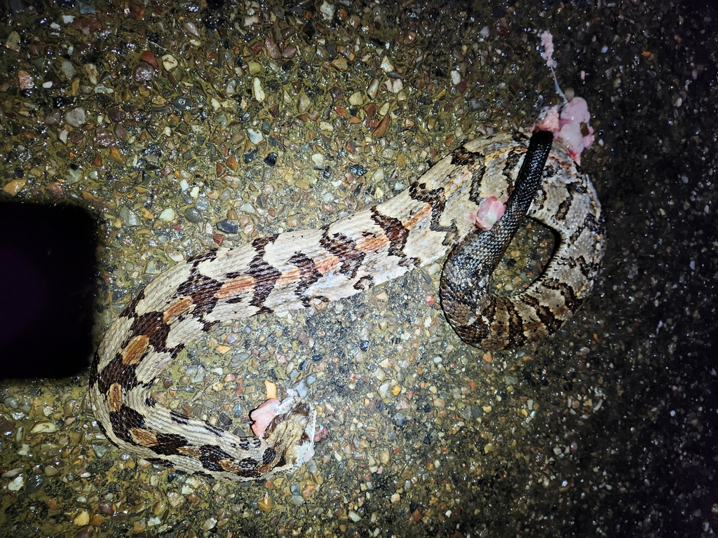 Timber Rattlesnake from Taylor, AR 71861, USA on June 3, 2024 at 12:31 ...