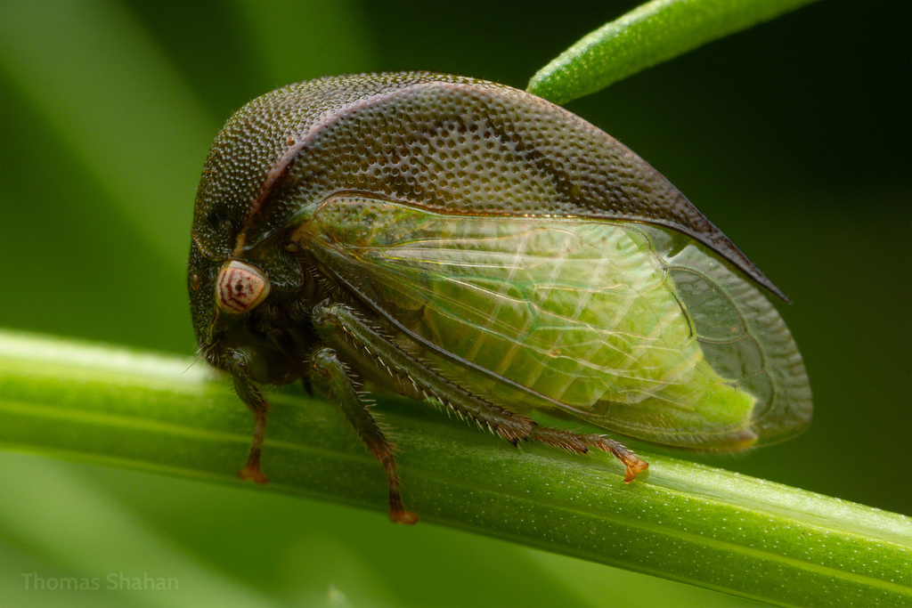 Spissistilus in June 2024 by Thomas Shahan · iNaturalist