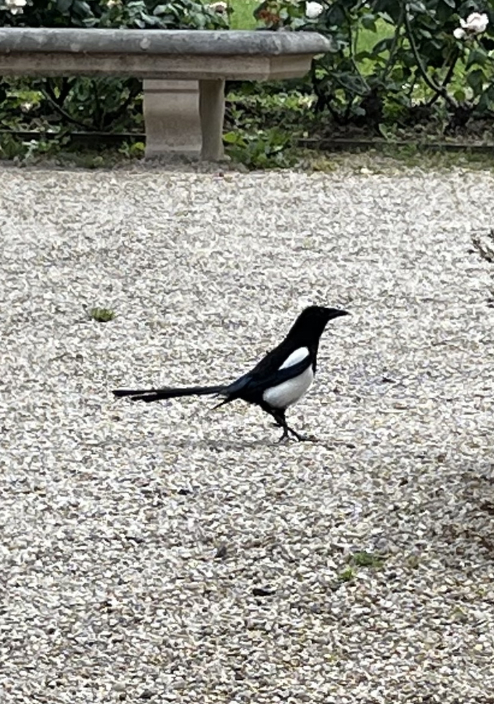 Eurasian Magpie from Roseraie du Val-de-Marne, L'Haÿ-les-Roses, Île-de ...