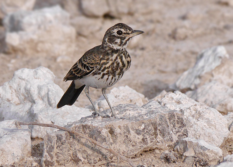 Dusky Lark (Pinarocorys nigricans) - Avian Discovery