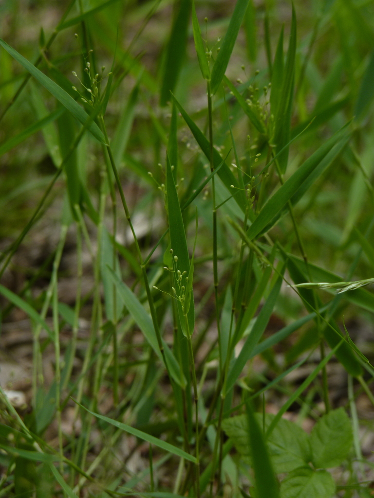 Matting Witchgrass from Cumberland County, PA, USA on June 3, 2024 at ...