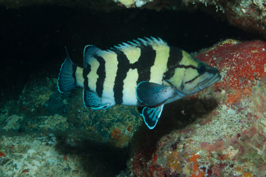 Yellowbanded Wirrah from Lord Howe Island on November 15, 2013 by ...